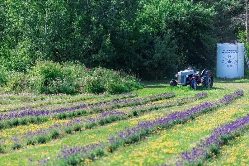 Bluewater Lavender Farm | Guide to the Bruce Peninsula